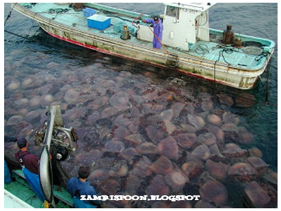 Obor-obor Bersaiz Gergasi dan Paling Besar diDunia. - Gaban Comel