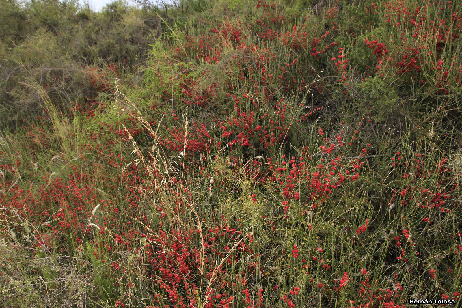 Flora Bonaerense: Solupe (Ephedra ochreata)