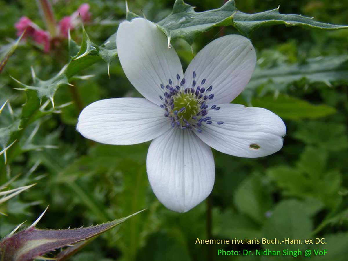 Medicinal Plants: Anemone rivularis