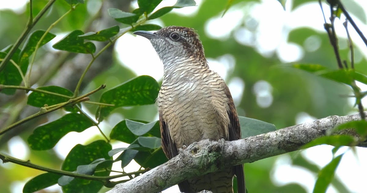 Mike is the name Birding is the game ( Birding in Malaysia - Malaysian ...