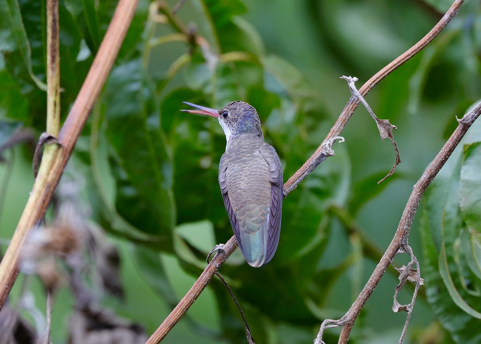 The Azure Gate: Hummingbirds of Arizona: Violet-crowned Hummingbird