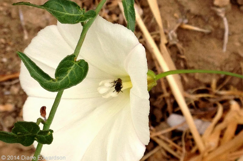 Corralitas Red Car Property: Corralitas Public Staircase: Tiny Bee ...