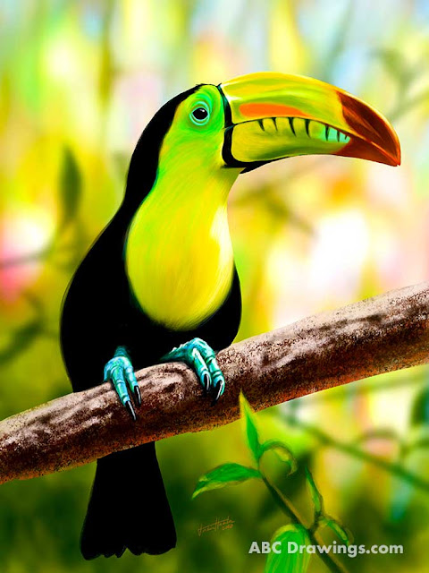 How to Draw a Toucan