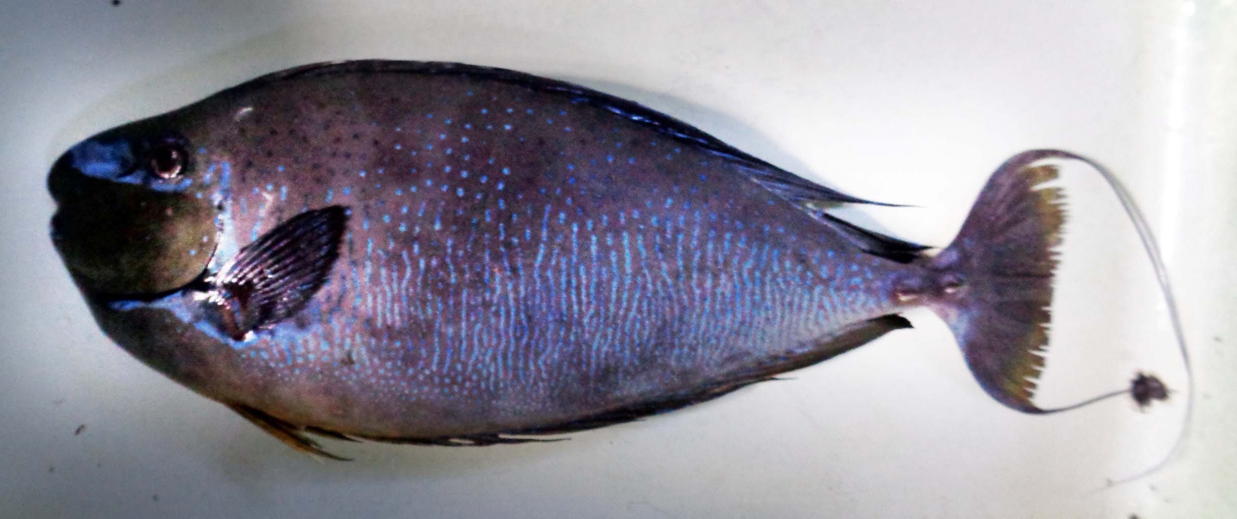 Naturalism - the Eighth Sense: Clam and Parrotfish for a Weekend Meal ...