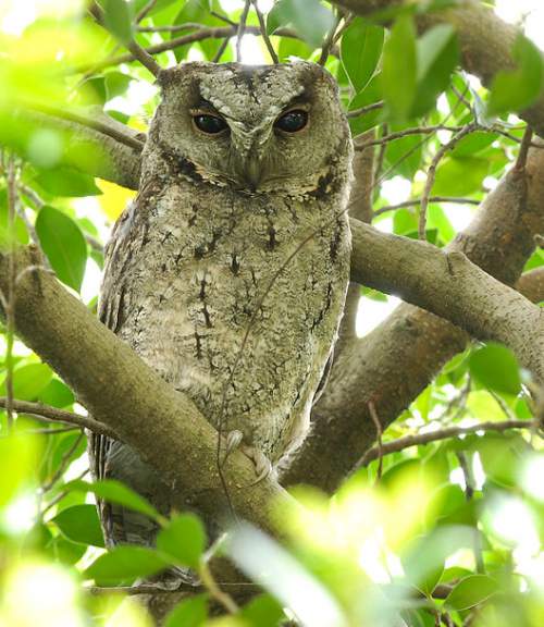 Indian scops owl | Birds of India | Bird World