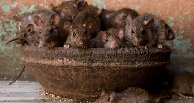 biologia al cubo: 29.- Las ratas