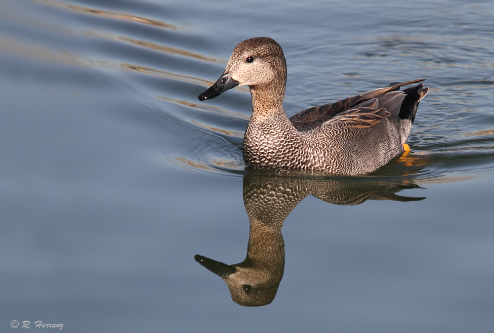 fotosricardo-h: ÁNADE FRISO - Gadwall