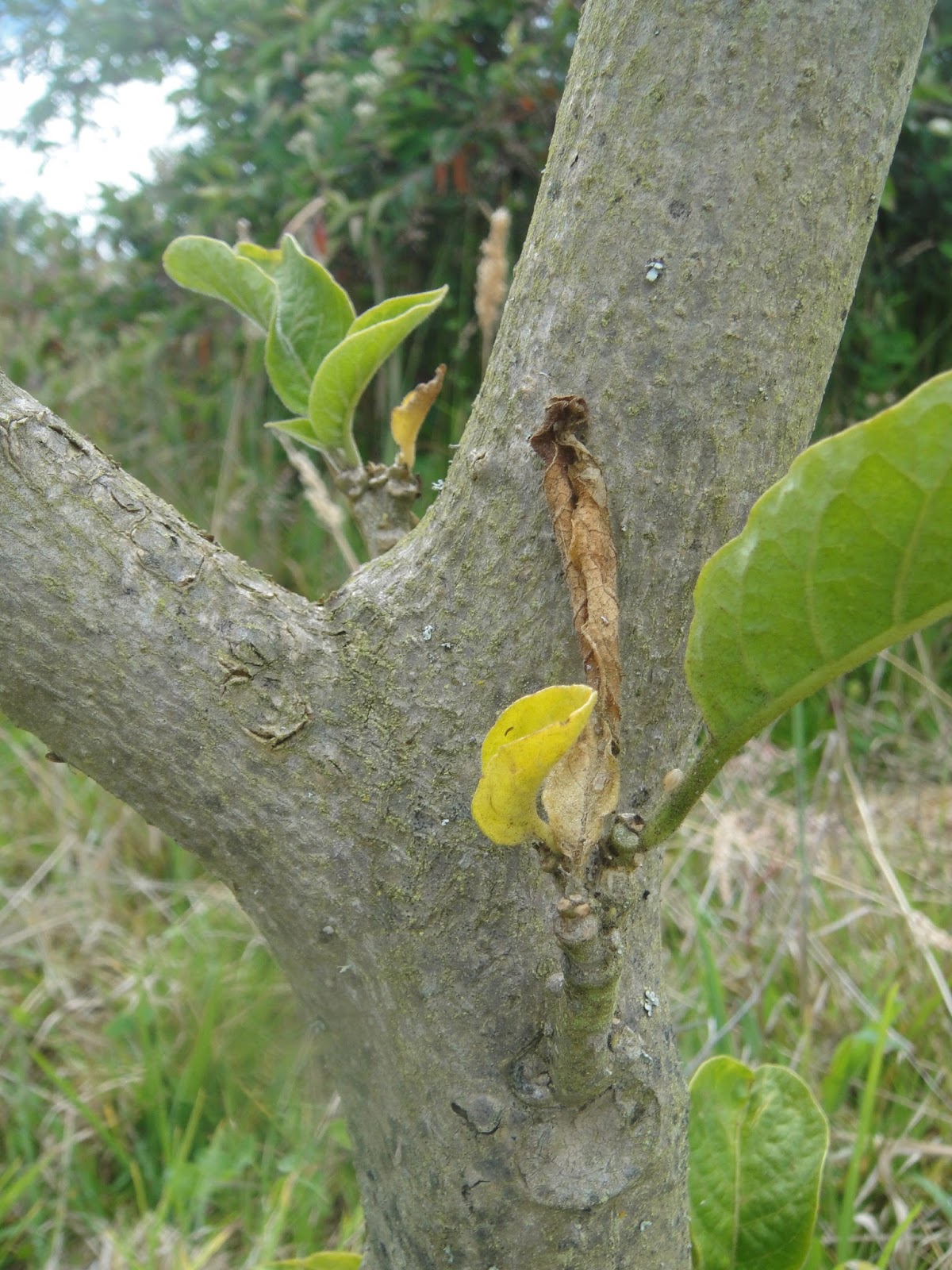 Backtoeden: Troncos de árboles 6