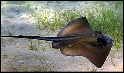 Anim Agro Technology: FAKTA IKAN PARI