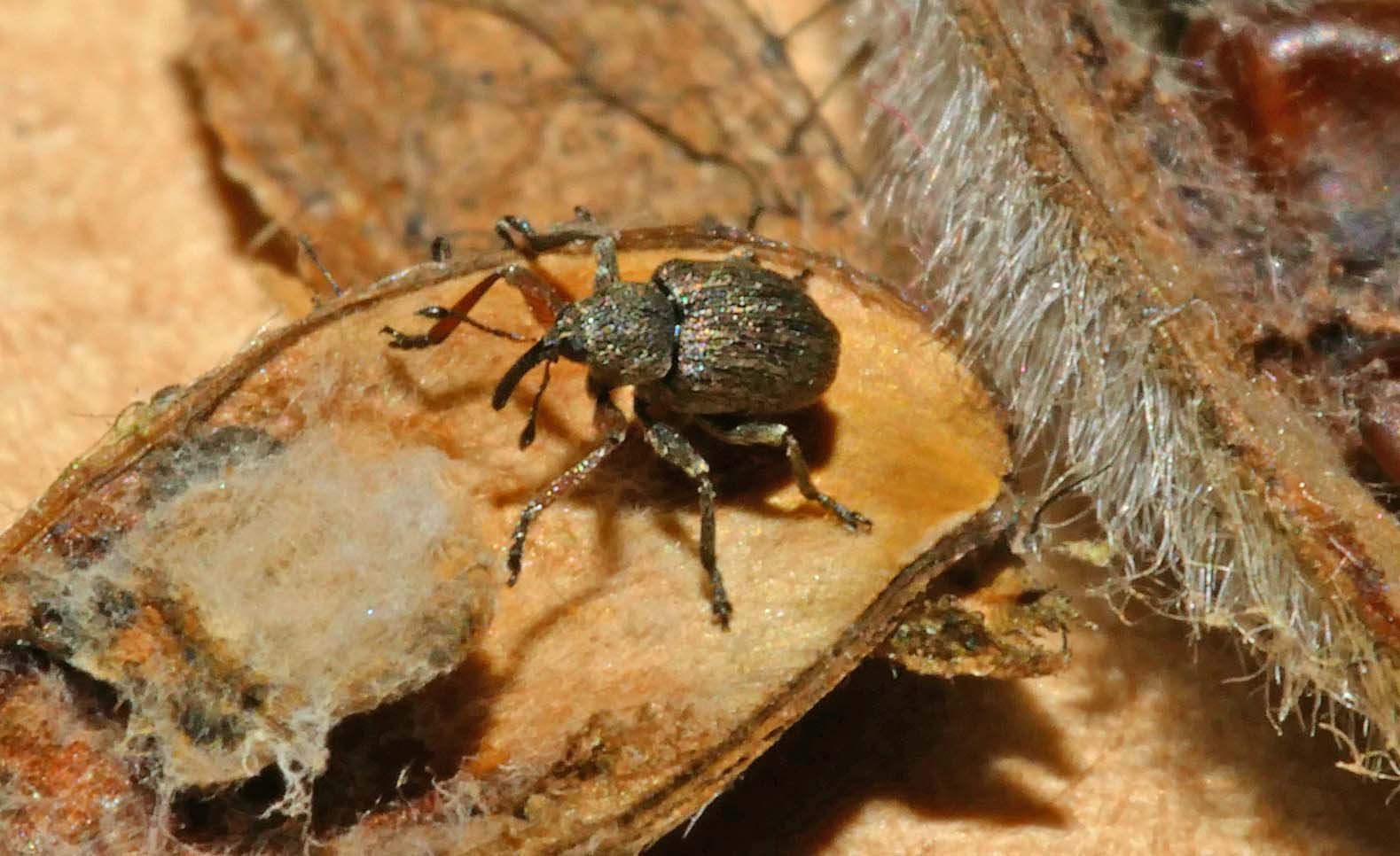 CABINET OF CURIOSITIES: Gorse seed weevils