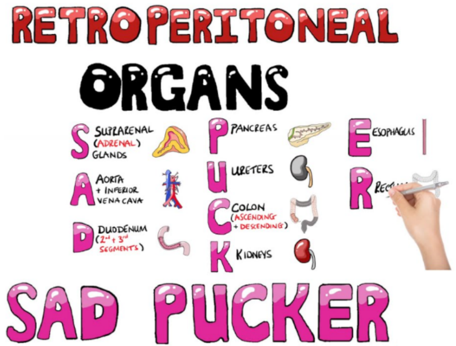 Retroperitoneal Organs - Mnemonics