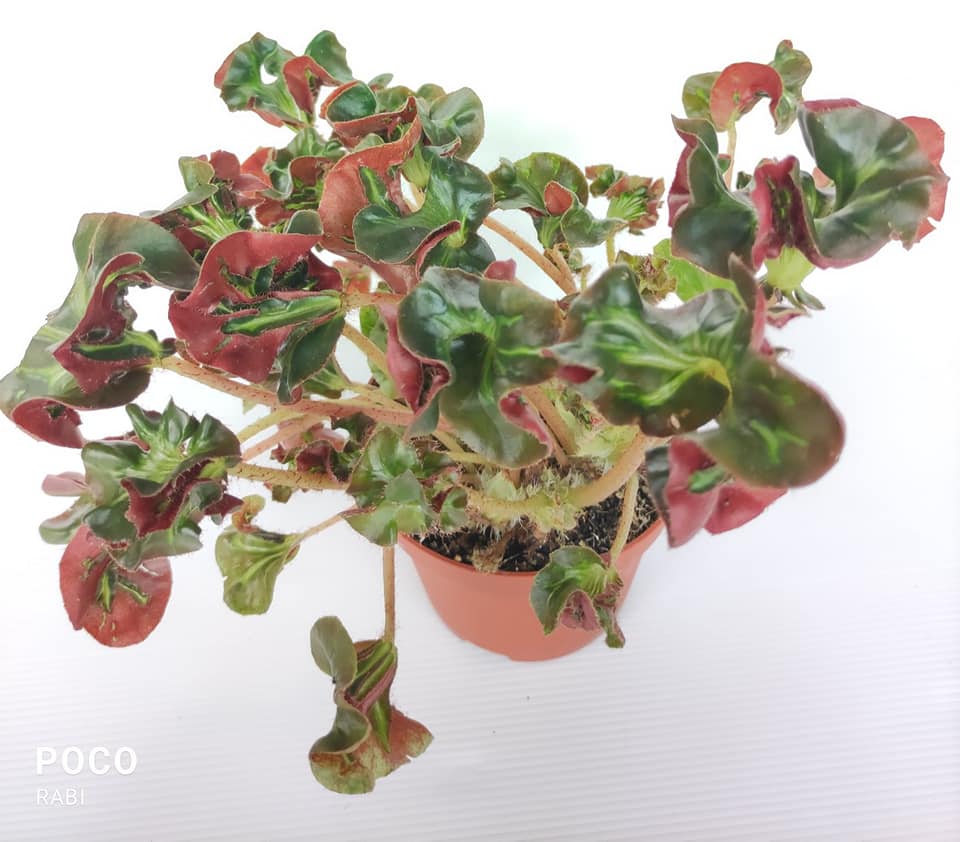 Garden Chronicles of James David: Begonia 'Cathedral'