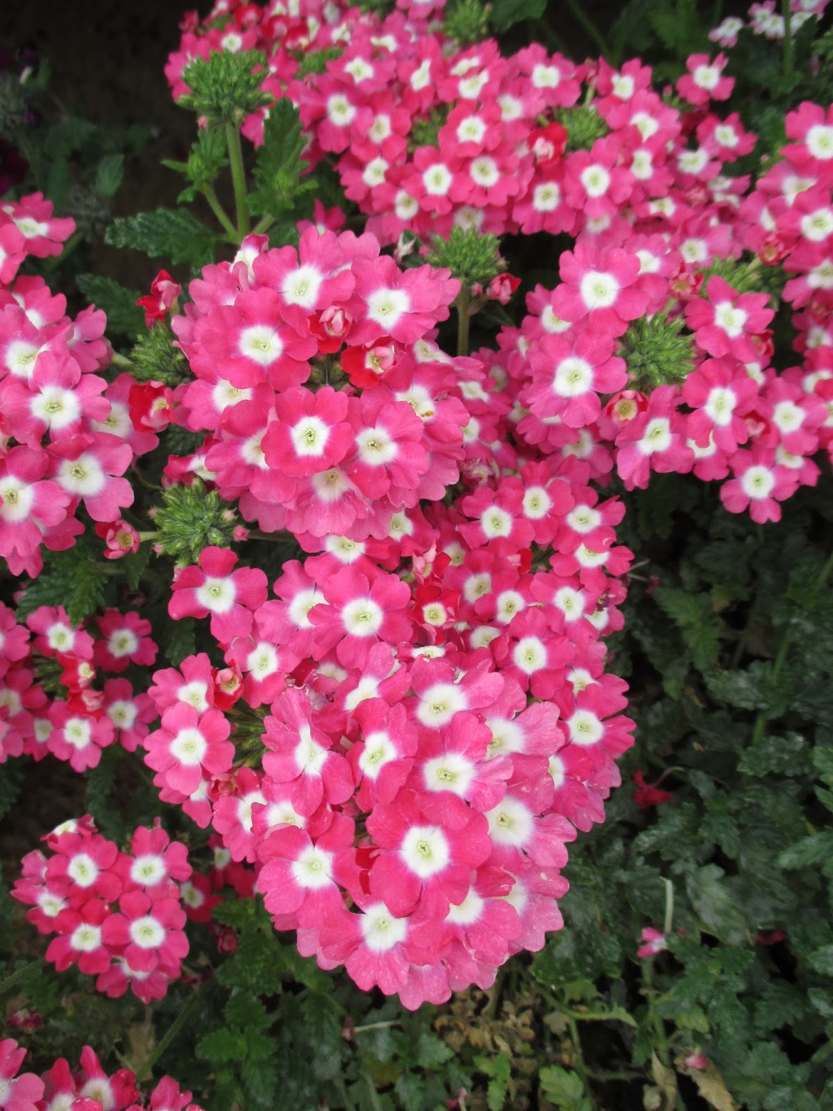 The Value of Verbena - Rotary Botanical Gardens