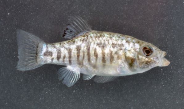 El Titato de Oviedo o Cyprinodon de Oviedo. | Fauna Dominicana