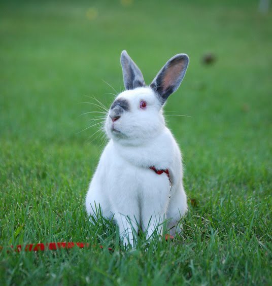 New Moon Rabbit Rescue: Summer Heat!!