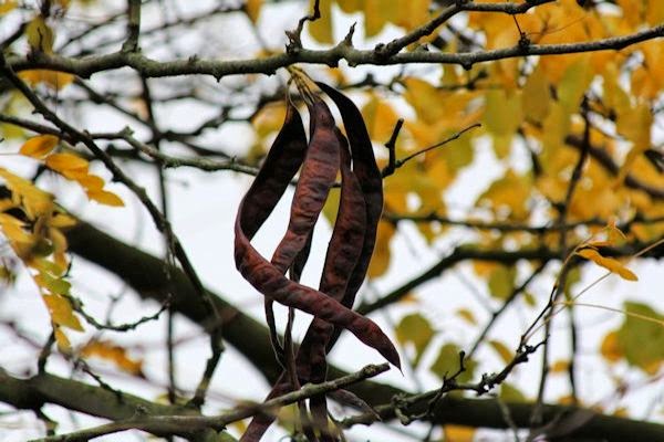 A GUIDE TO NORTHEASTERN GARDENING: Long Island Landscape: All the ...