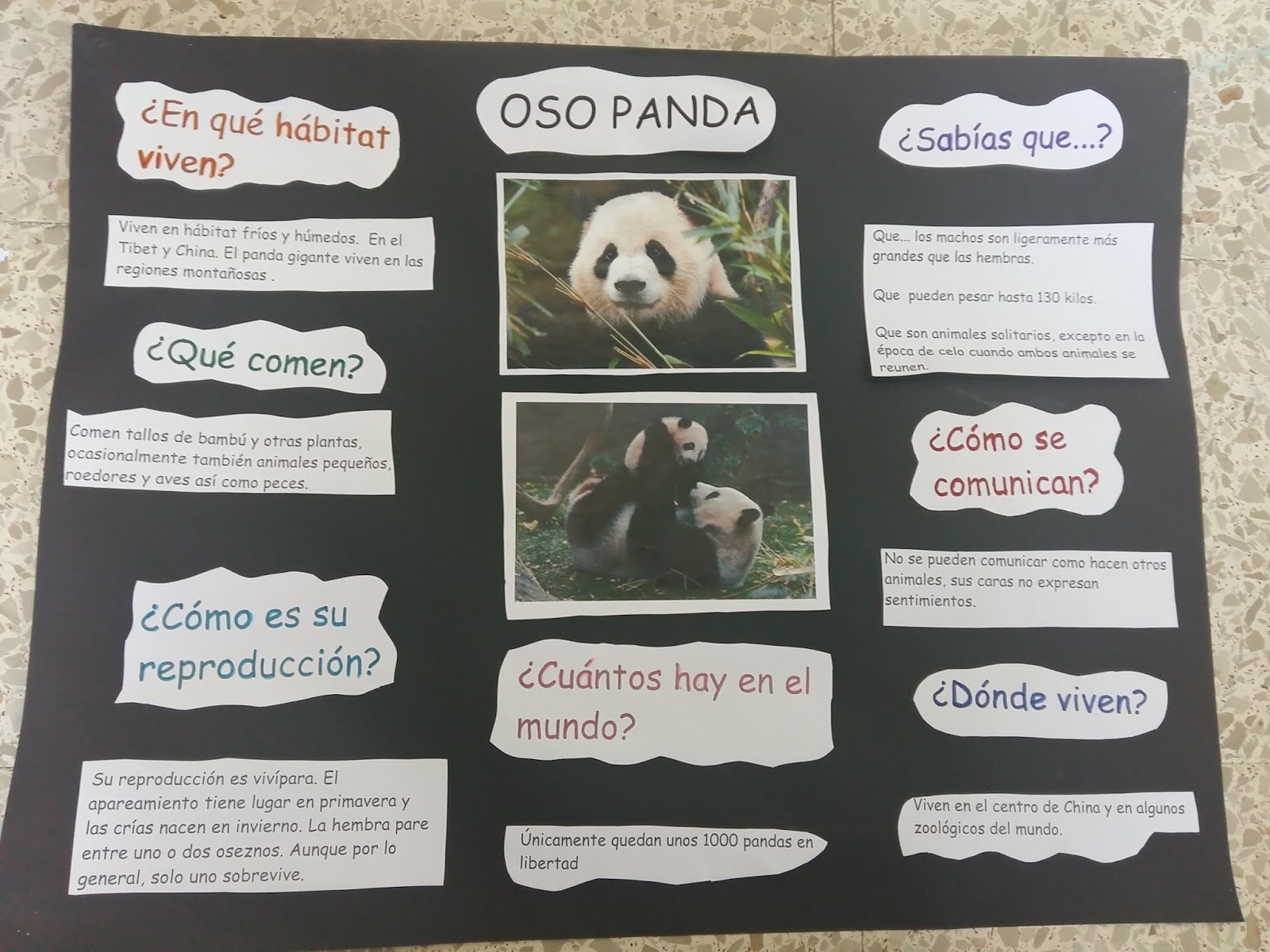 TEXTO EXPOSITIVO: elige un animal y elabora un texto expositivo. | El ...