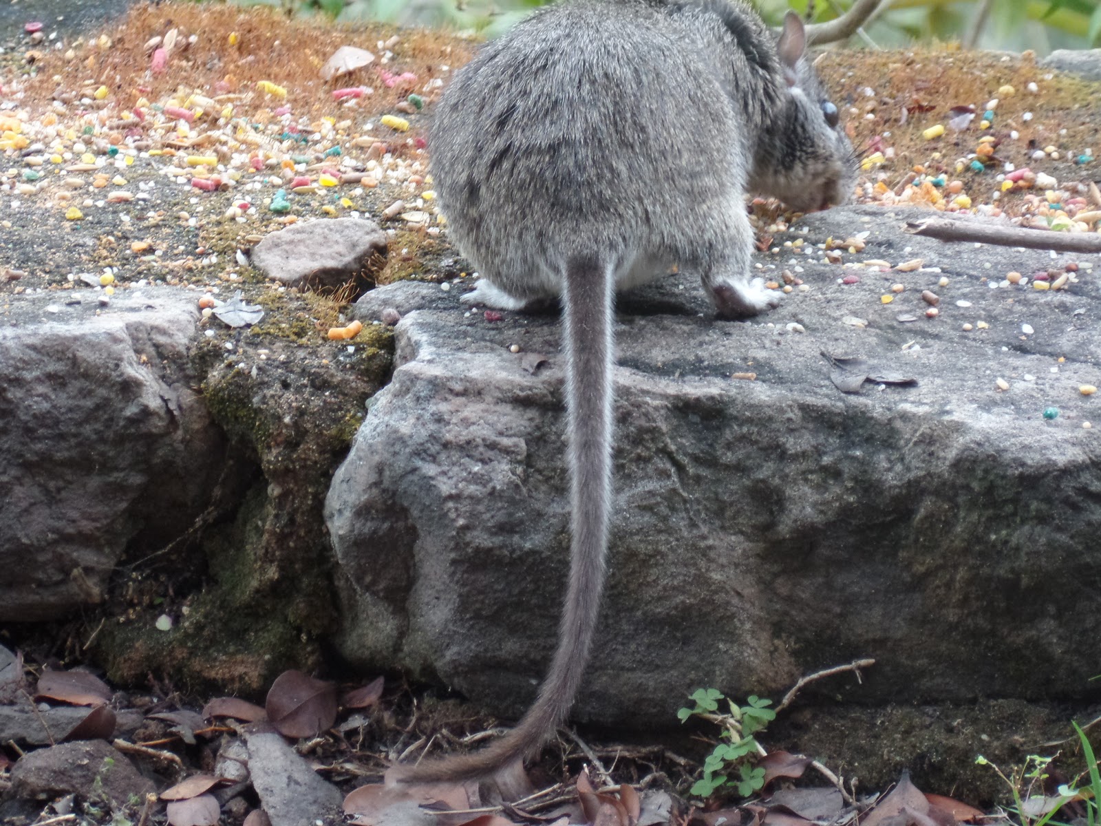 Chapada Diamantina: Visite Lençóis e a Vila de IGATU.: Rabudo na Vila ...