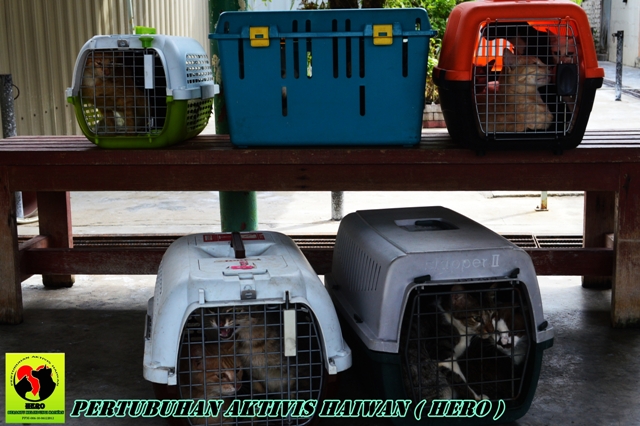 Kucing Dari Pusat Kurungan Haiwan DBKL Bakal Mendapat Kehidupan Yang Baru