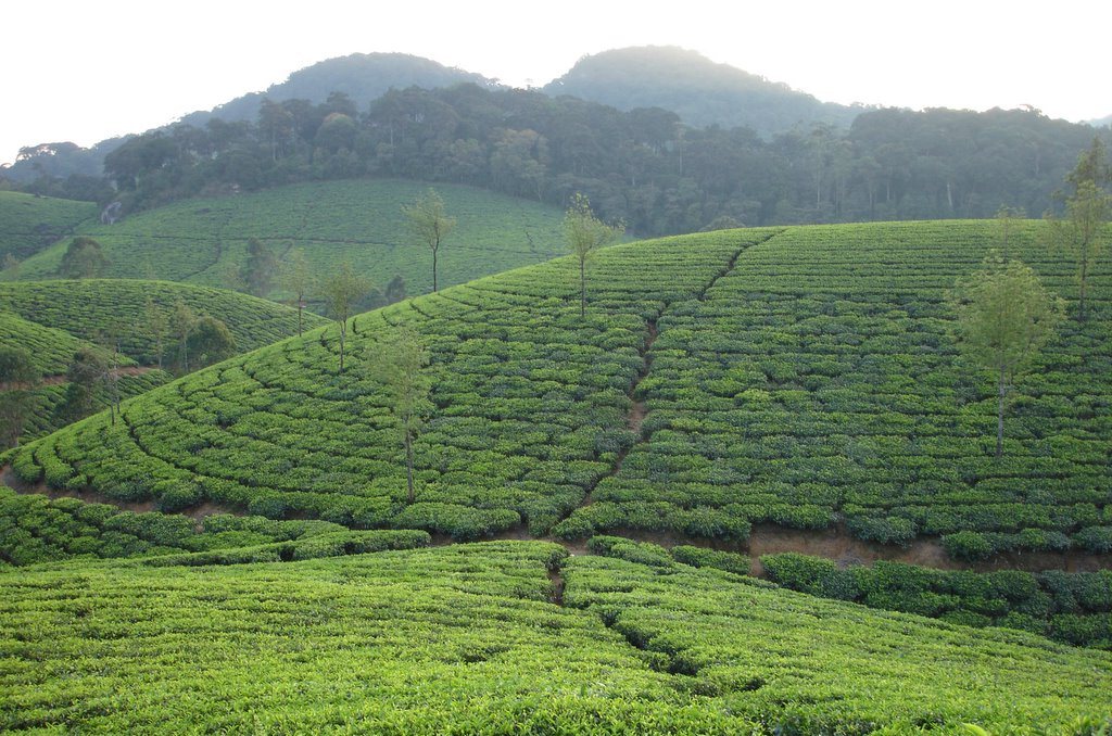 Tamilnadu Tourism: Manjolai Tea Estate, Manjolai Hills