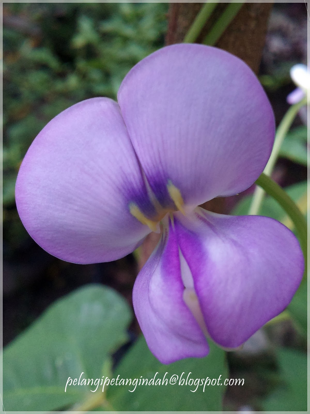 Pelangi Indah: Bunga Kacang Panjang