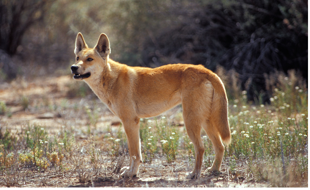Dingo