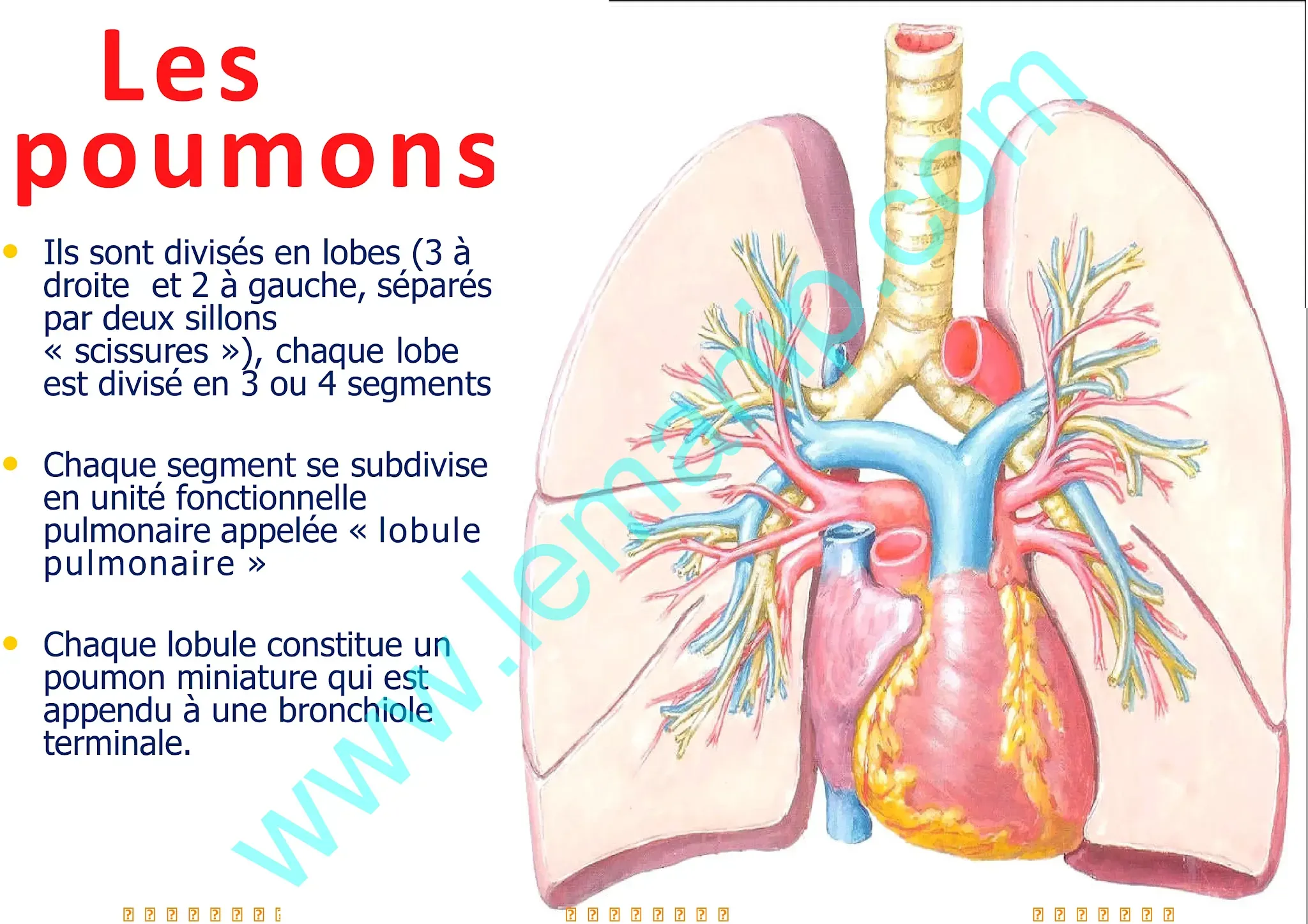 Appareil Respiratoire : Anatomie Et Physiologie