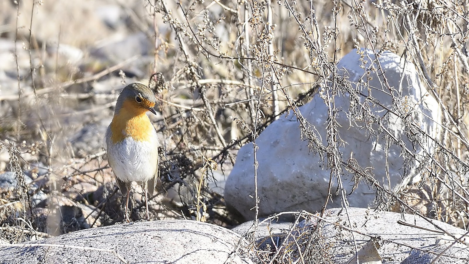 Passeriformi lungo le sponde dell'Avisio