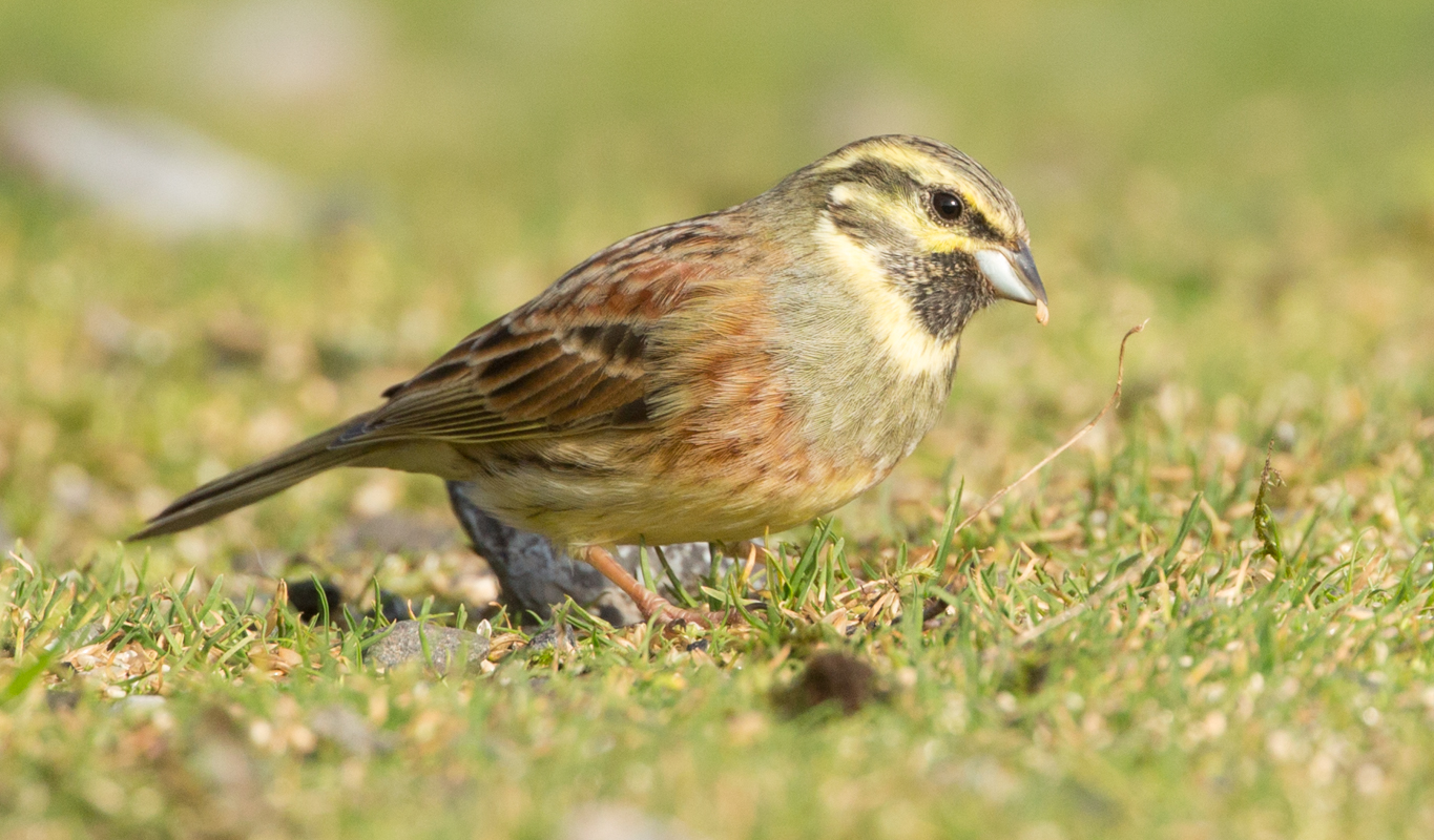 Austin's Birding Blog: 07/03/2020 Torbay, Devon
