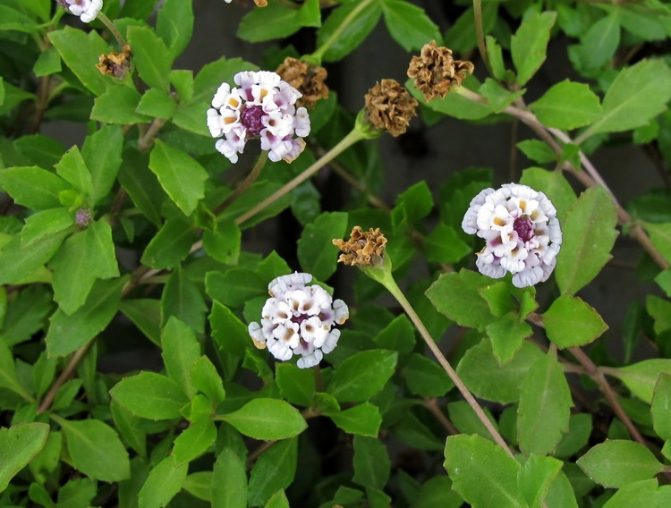 Plantas y flores: Lippia nodiflora