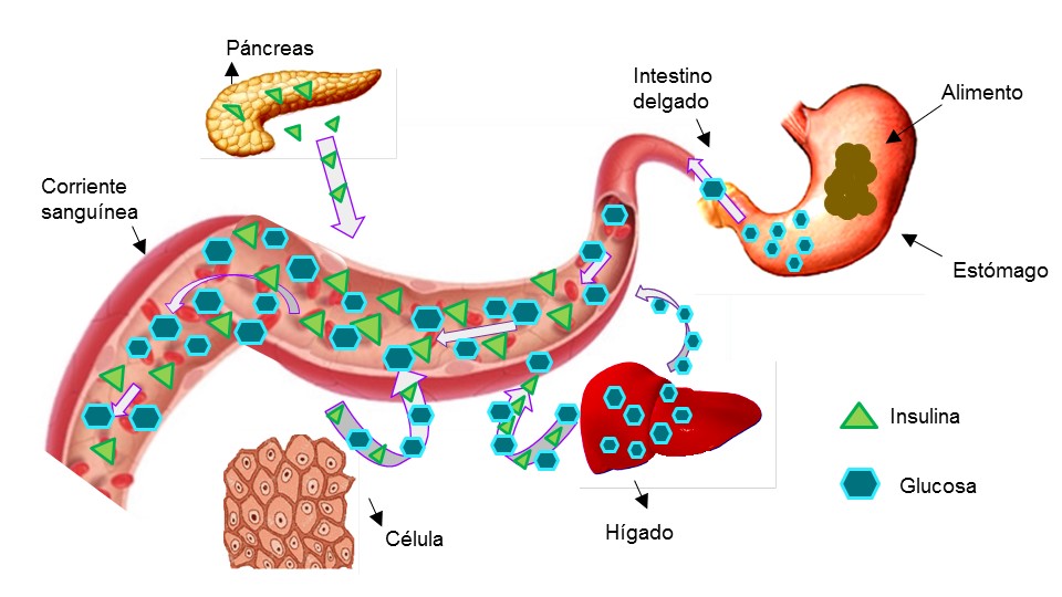 La Digestión en el intestino delgado