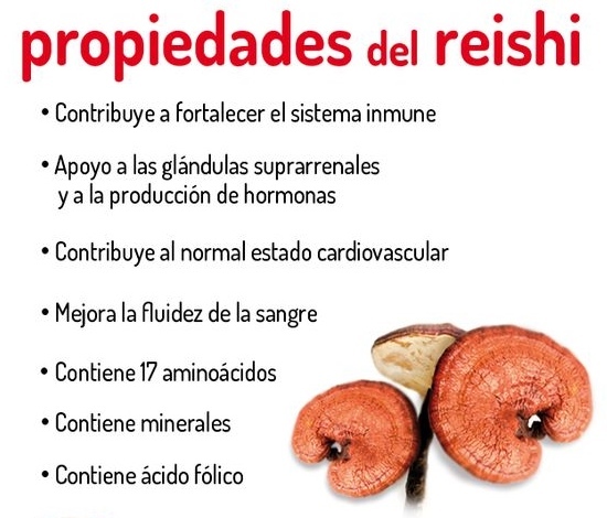 EL REISHI , EL HONGO DE LA ETERNA JUVENTUD