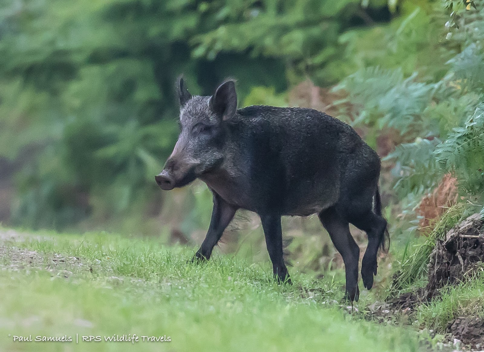 Paul Samuels Wildlife Travels: In Search of the Elusive FOD Boar II