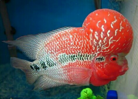 12 Daftar Harga Ikan Louhan SRD Terbaru 2020 dan Jenisnya JejakSemut