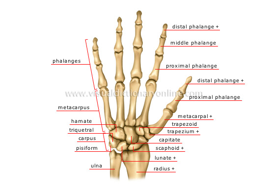 Tom's Physiotherapy Blog: Wrist Injuries Part 1