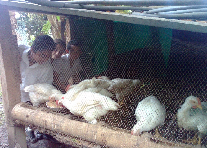 CRIA Y LEVANTE DE POLLOS BROILER EN LA SEDE EDUCATIVA RURAL HOYA DEL CHIPAL