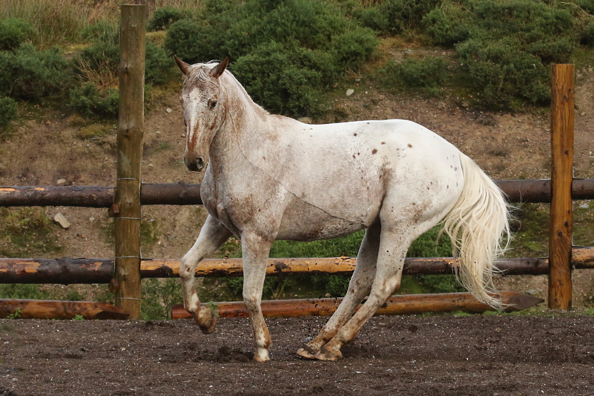 Chamfron Stud : 2020