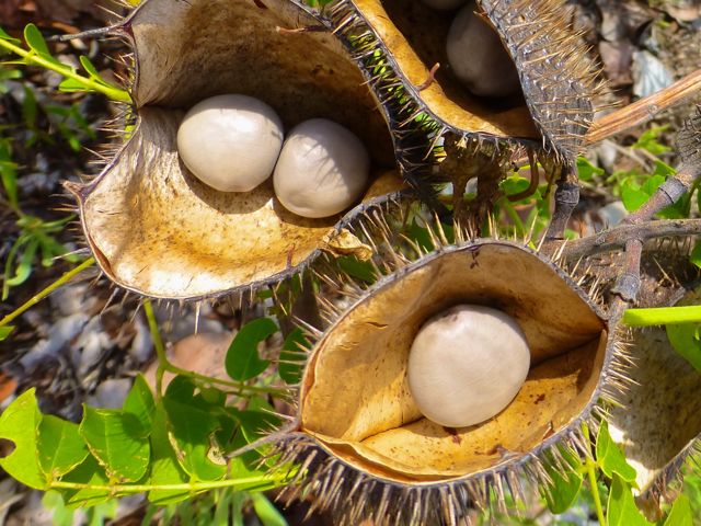 Mound House Happenings...: Plants in Profile #22 - Nickerbean