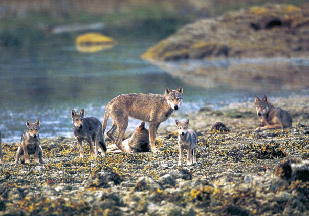 White Wolf : Meet the Rare Sea Wolves With Two Paws in the Ocean and ...