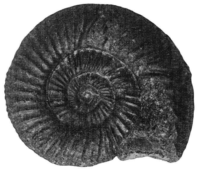 Louisville Fossils and Beyond: Paleontologist Marjorie O'Connell