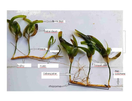 Ekosistem Padang Lamun