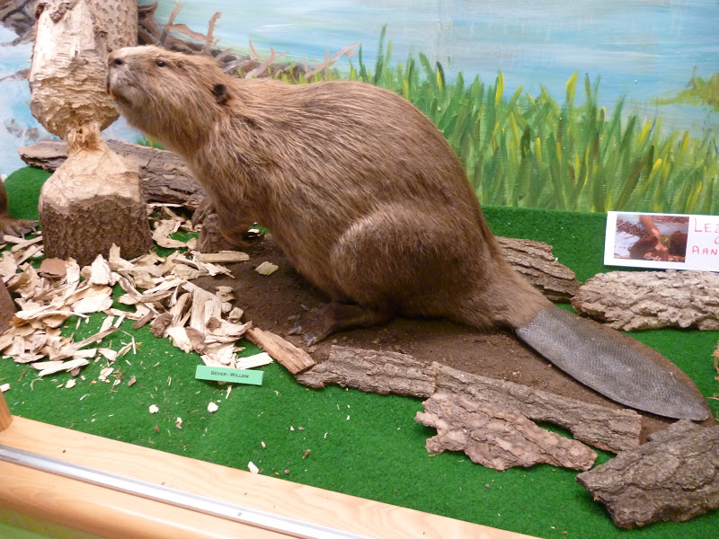 Castor Fiber: Bever eindelijk opgezet