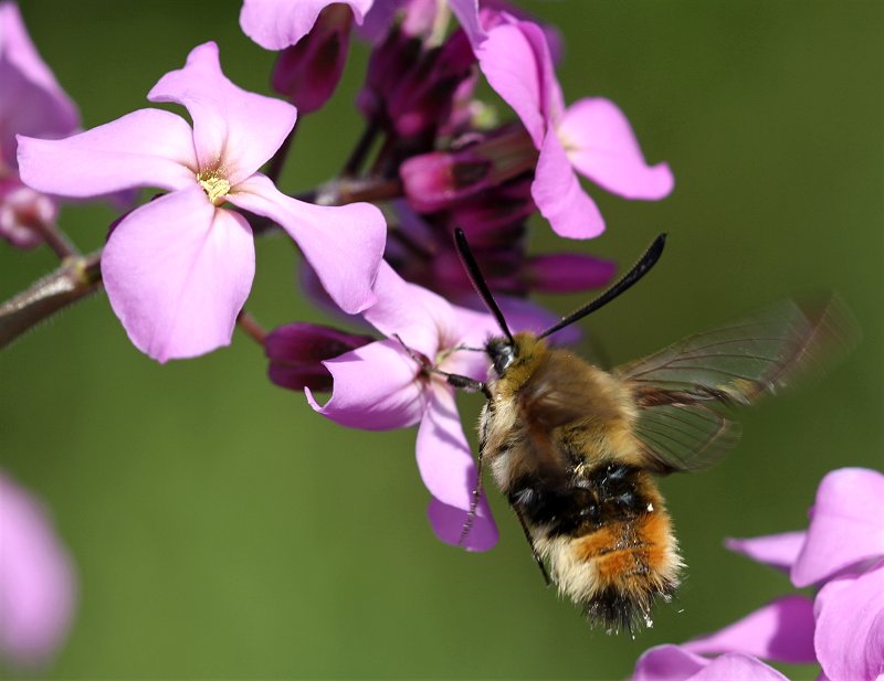 Murfs Wildlife : Narrow-bordered Bee Hawk-moth