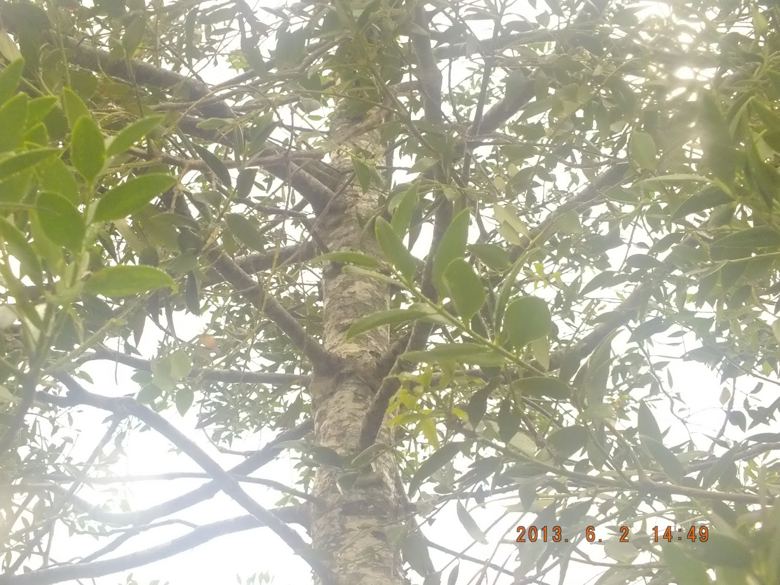 Photography with Dr. Ernie.: Agathis Alba: Young Almaciga Tree in DSB ...