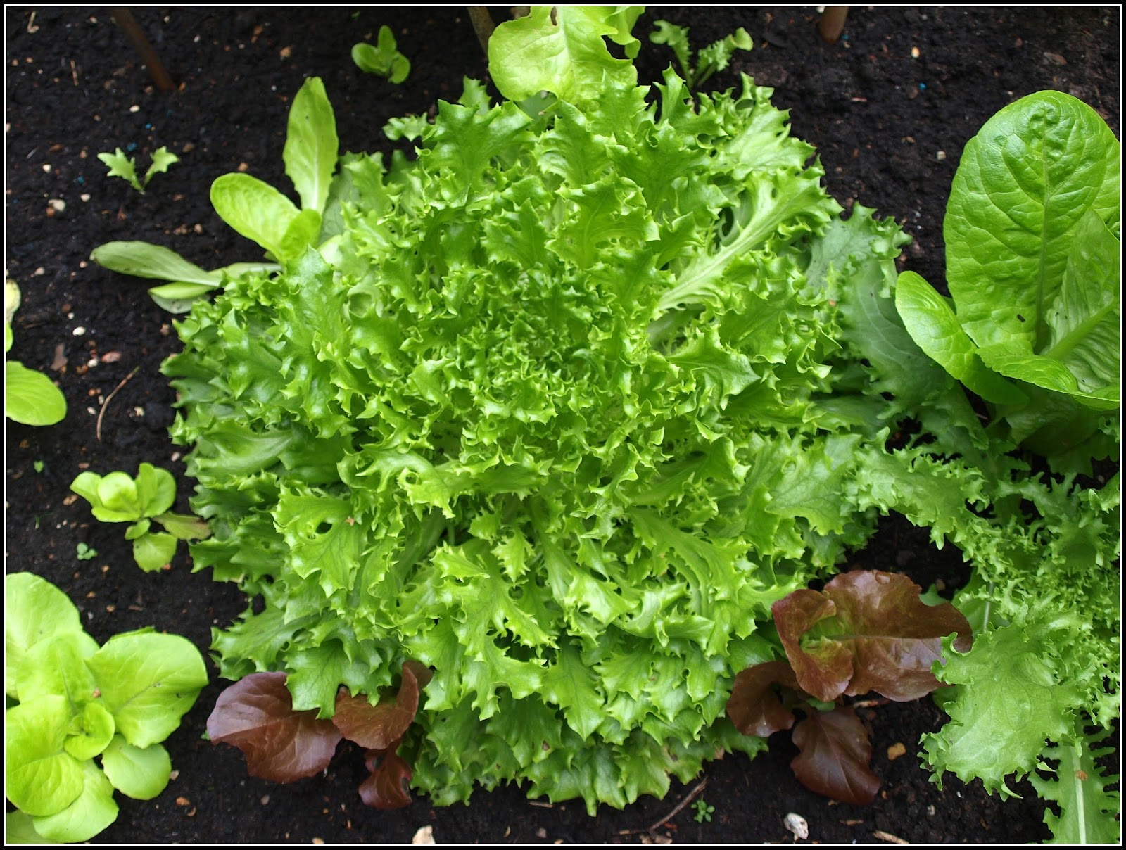 Mark's Veg Plot: A succession of Lettuce