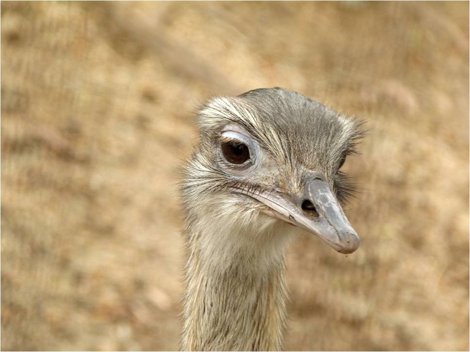 Beasts in a Populous City: The Greater Rhea Photo Series