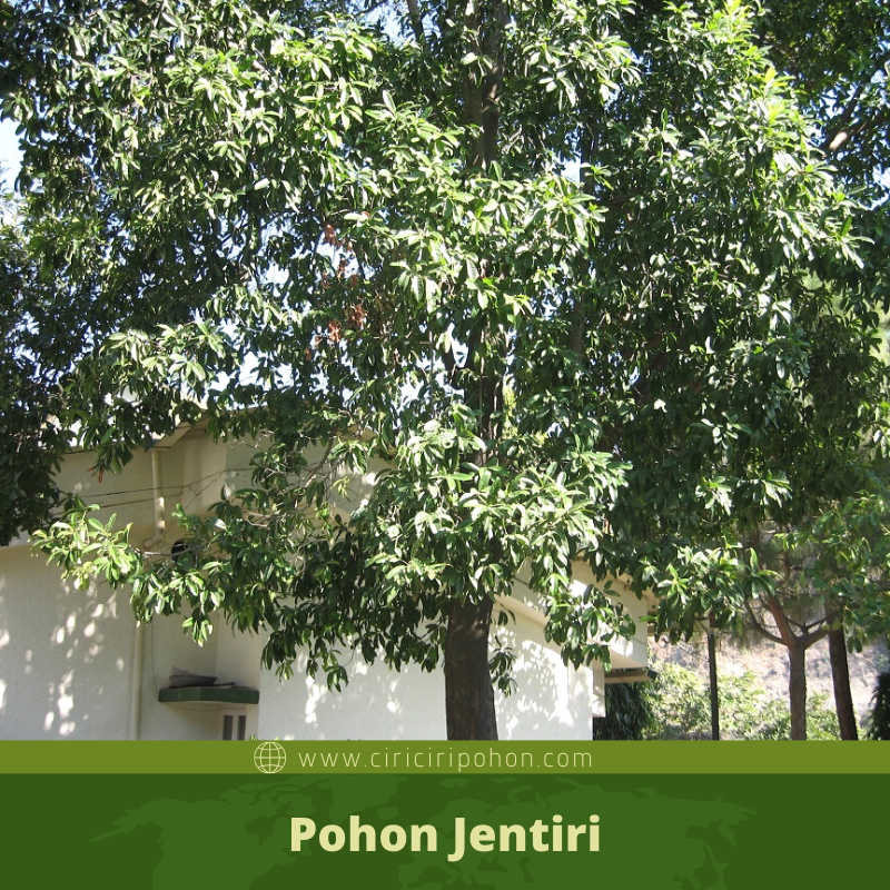 Ciri Ciri Pohon Jentiri / Ganitri (Elaeocarpus ganitrus) Di Alam Liar ...