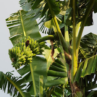 A life of a biologist: Native fruit bearing trees of the Philippines ...