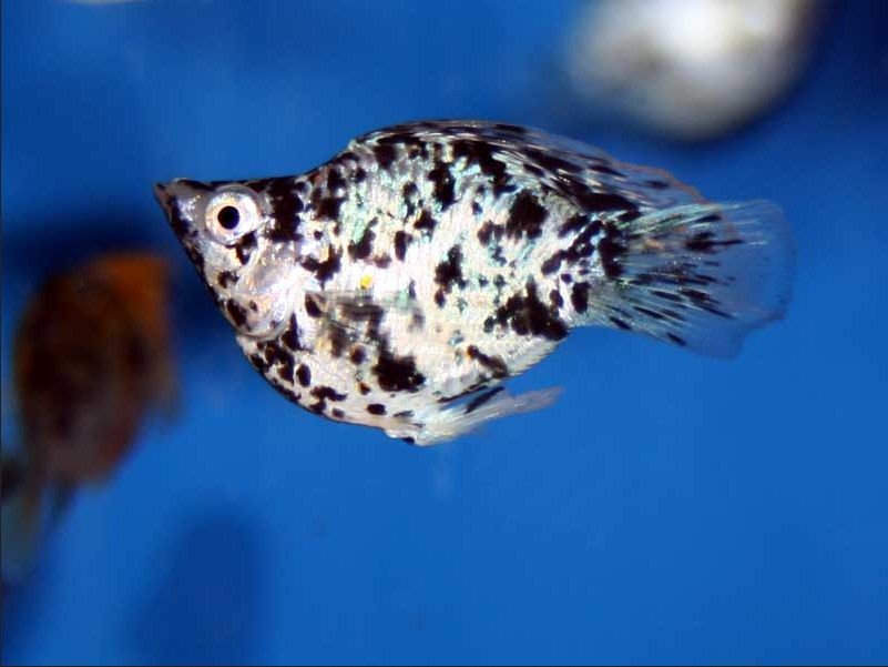 Ini Dia Ikan Hias Kecil Tahan Lama dan Tidak Mudah Mati