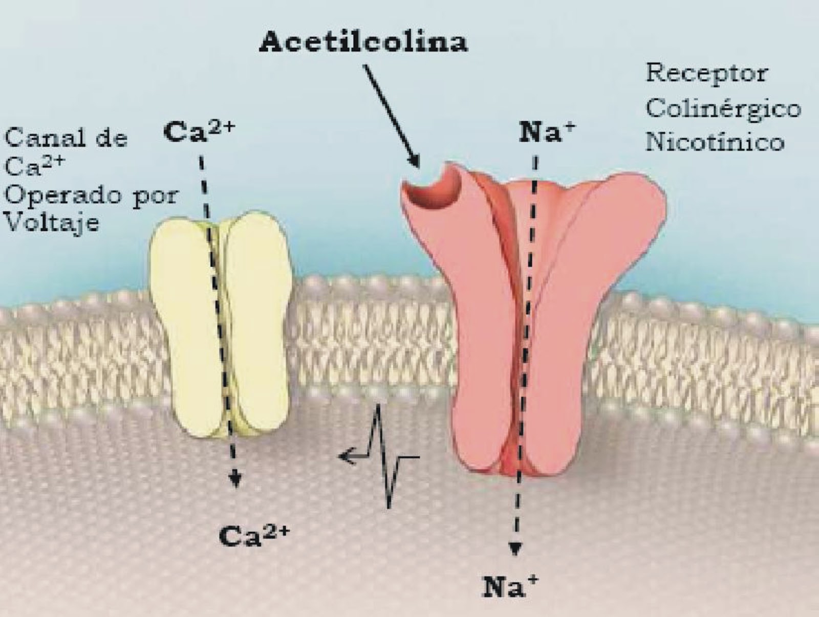 Bioregulación del metabolismo: Adrenalina